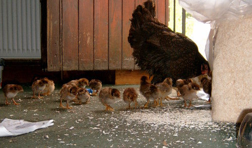 Looking after the Brooding Hen and her Chicks - Cluckin