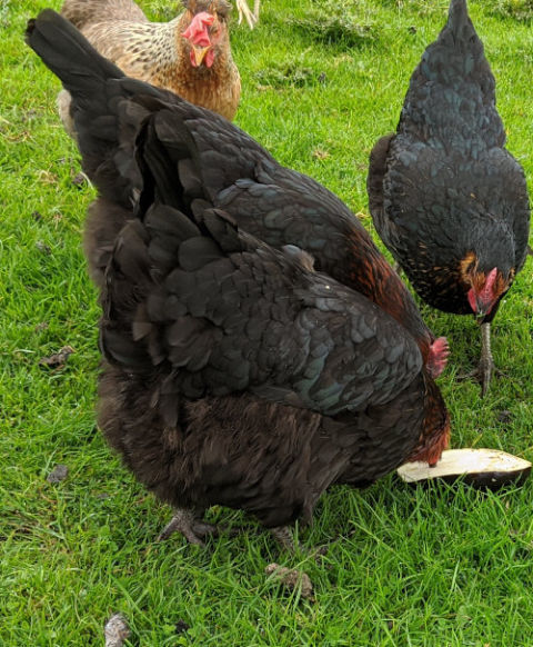 Why do my chickens have dirty bottoms - Cluckin