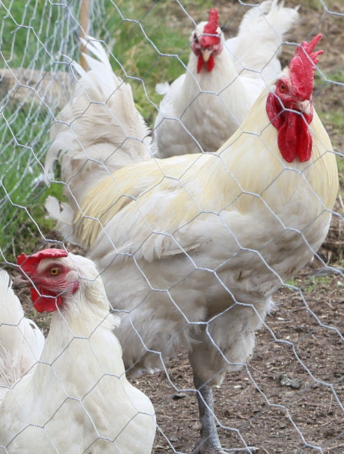 la Bresse Gauloise chicken breed profile. - Cluckin