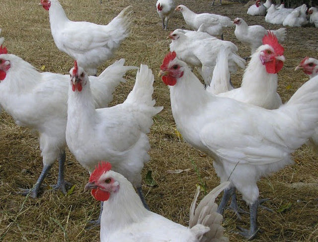 la Bresse Gauloise chicken breed profile. - Cluckin