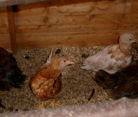 The deep litter method for chickens - Cluckin