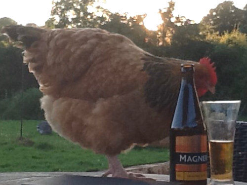 Can chickens have beer, wine, spirits and alcohol? - Cluckin