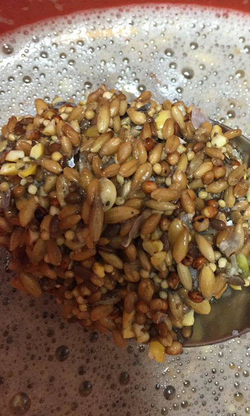 Fermented chicken feed. Should you and is it worth it? - Cluckin