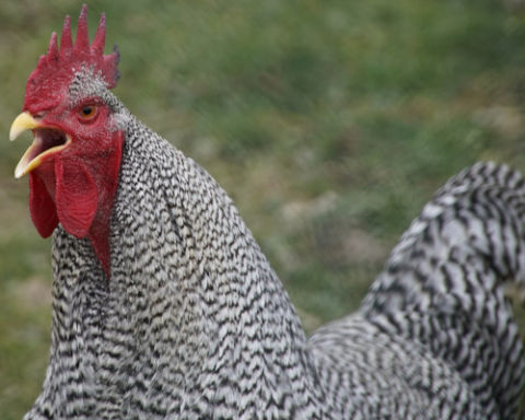 Marans chickens. A complete breed guide. - Cluckin