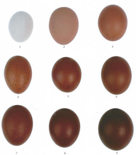 The Marans dark brown eggs. - Cluckin
