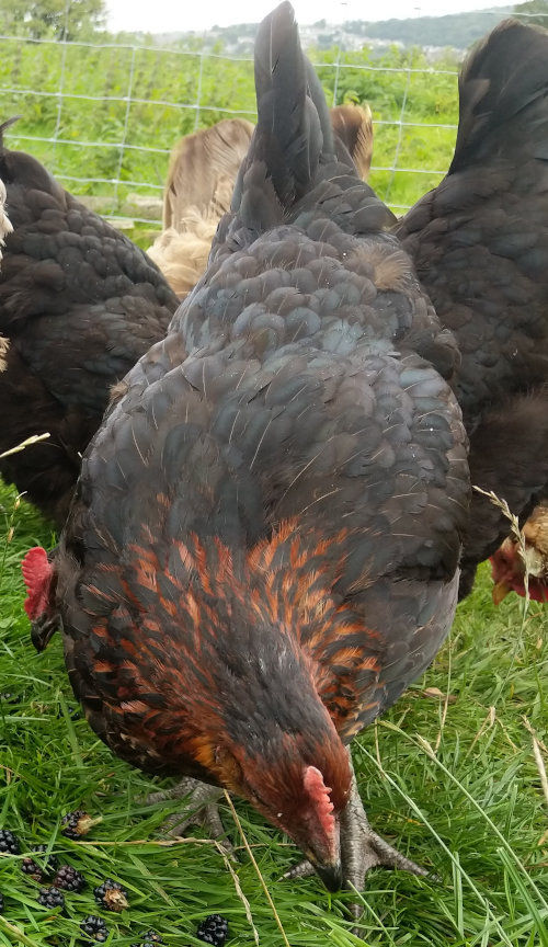 The Marans breed standard. - Cluckin