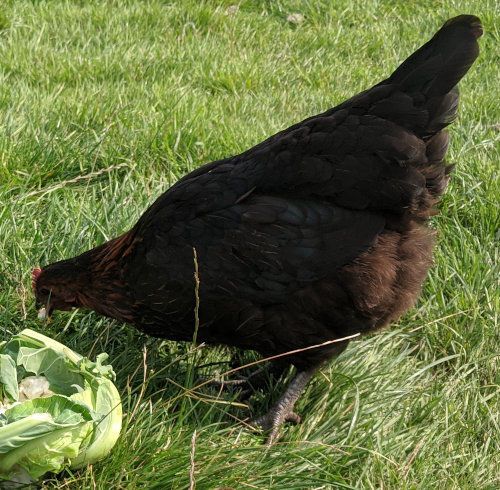 Marans types and colours. - Cluckin