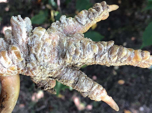 What is wrong with my chickens feet? - Cluckin