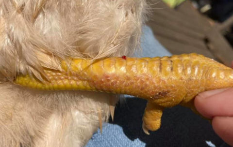 What is wrong with my chickens feet? - Cluckin