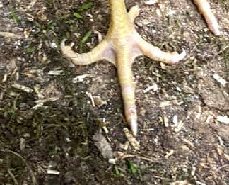 What is wrong with my chickens feet? - Cluckin