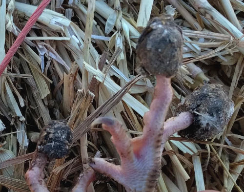 What is wrong with my chickens feet? - Cluckin