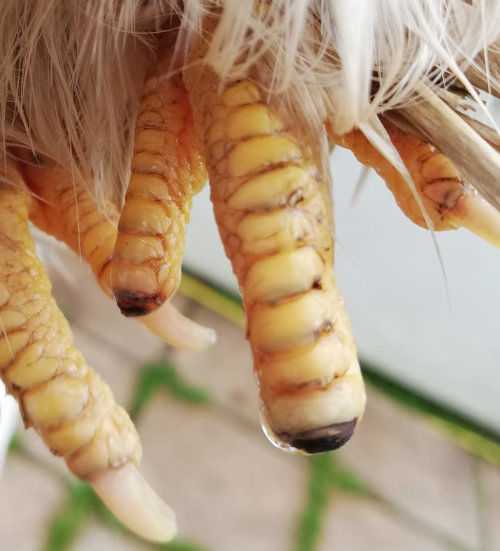 What is wrong with my chickens feet? - Cluckin