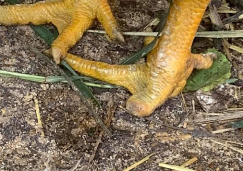 What is wrong with my chickens feet? - Cluckin