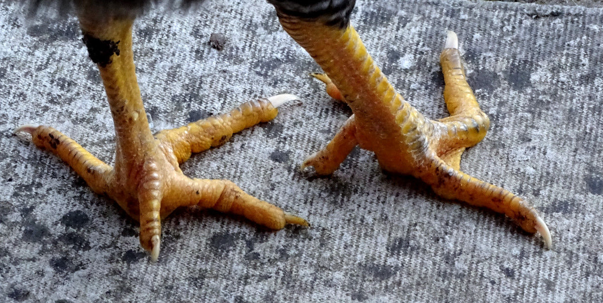 What is wrong with my chickens feet? - Cluckin