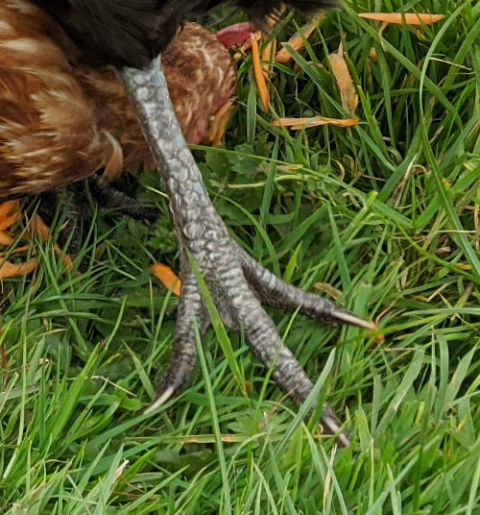 What is wrong with my chickens feet? - Cluckin
