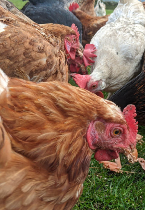 The Golden Comet breed profile. - Cluckin