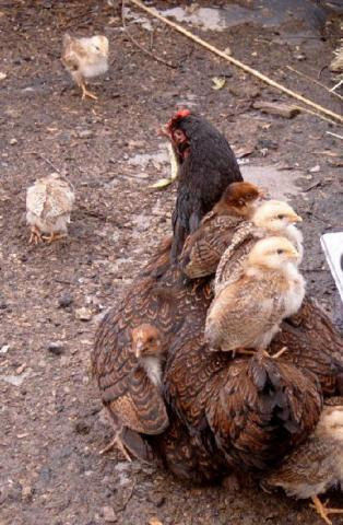 Do chicks and baby chickens roost and perch. - Cluckin