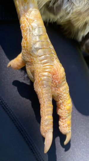 Chicken keeping problems - Cluckin