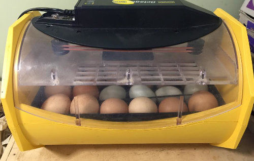 Why egg turning during incubation is so important and what the science ...