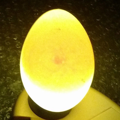 What is happening inside the egg during incubation? - Cluckin