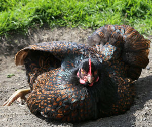 Barnevelder image and video gallery - Cluckin
