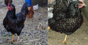 Sexing Barnevelders - Cluckin