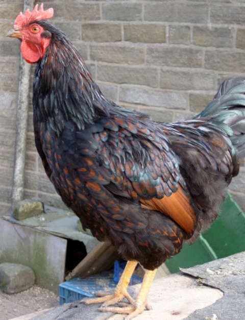 The Chestnut Barnevelder - Cluckin