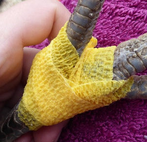 One or more of my chickens is not eating and what to do about it. - Cluckin