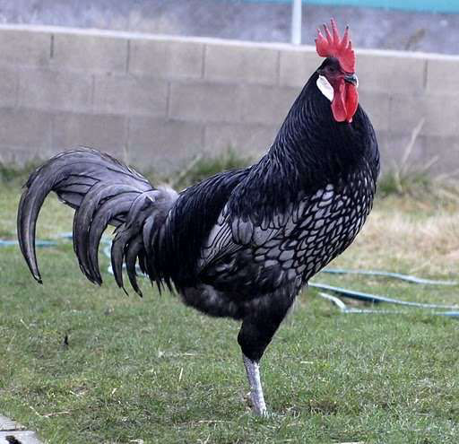 What is a pure or heritage breed chicken - Cluckin
