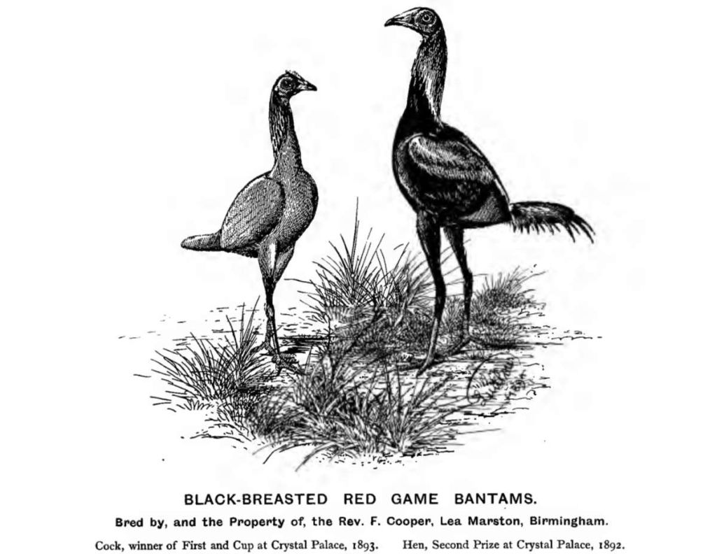 Inbreeding in chickens. - Cluckin