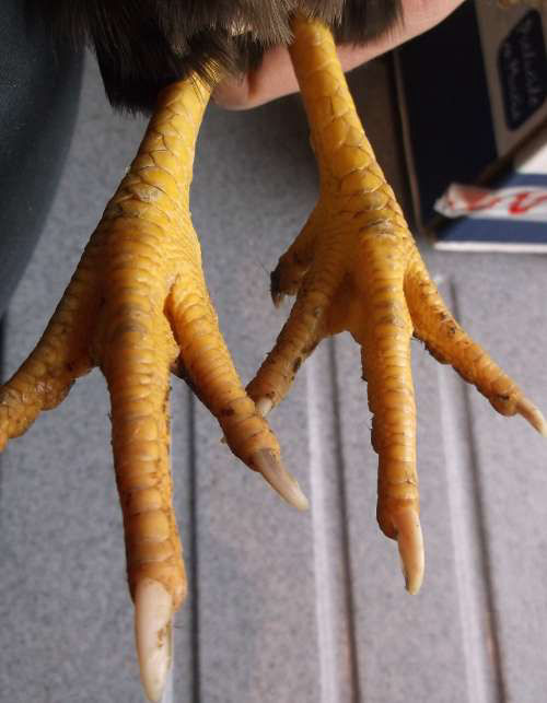 Inbreeding in chickens. - Cluckin