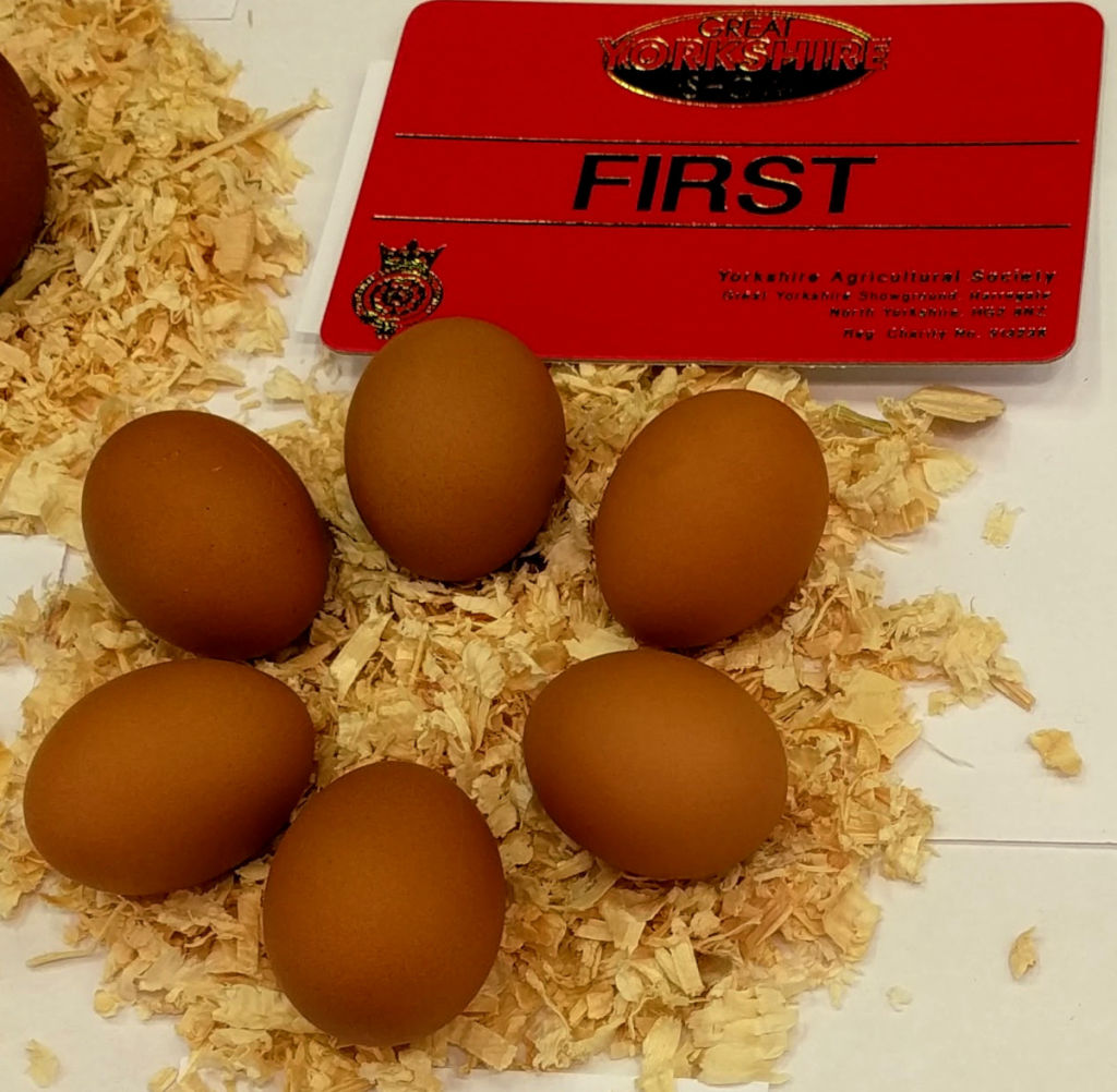 Inbreeding in chickens. - Cluckin