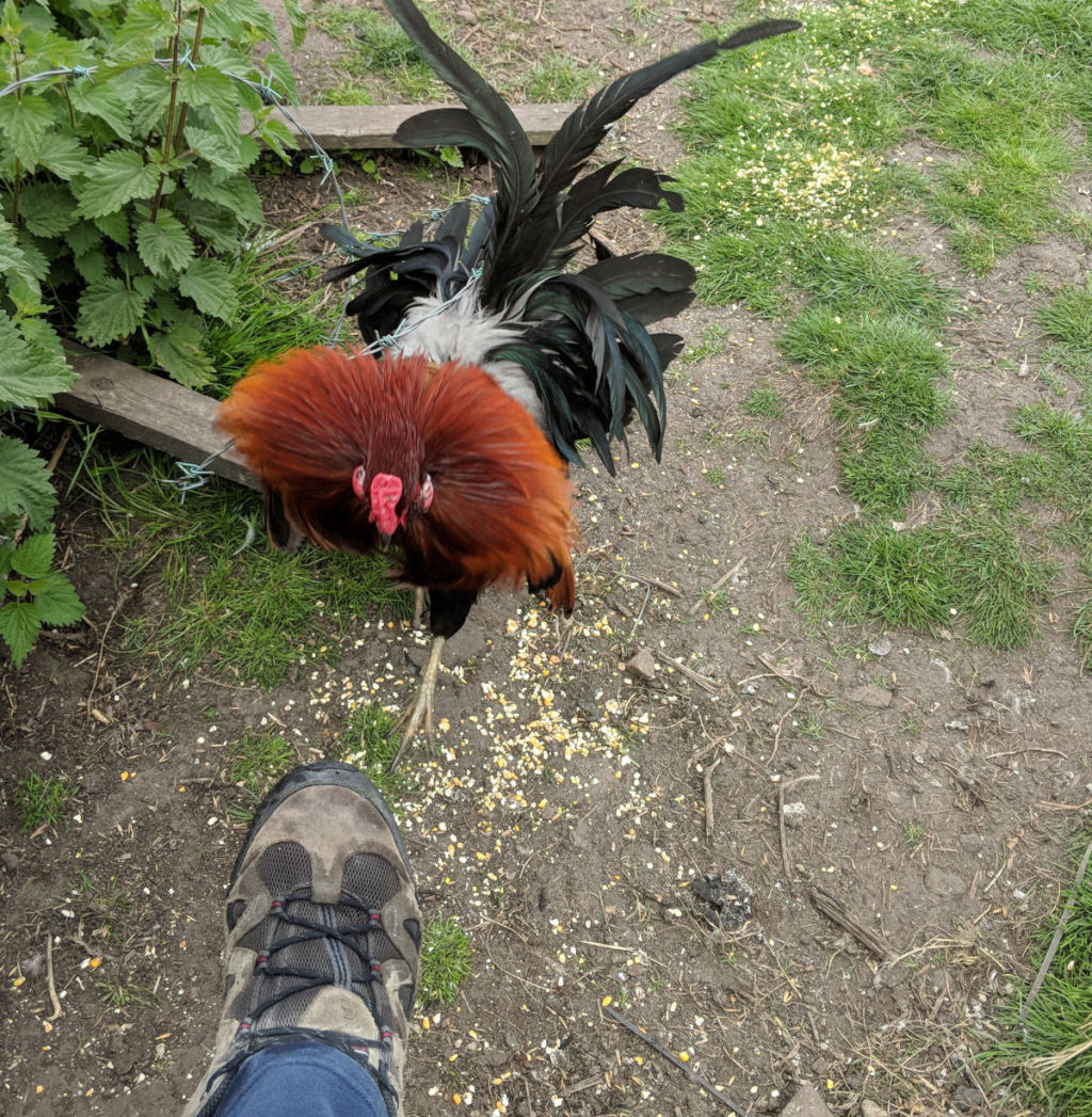 Roosters and cockerels everything you need to know - Cluckin