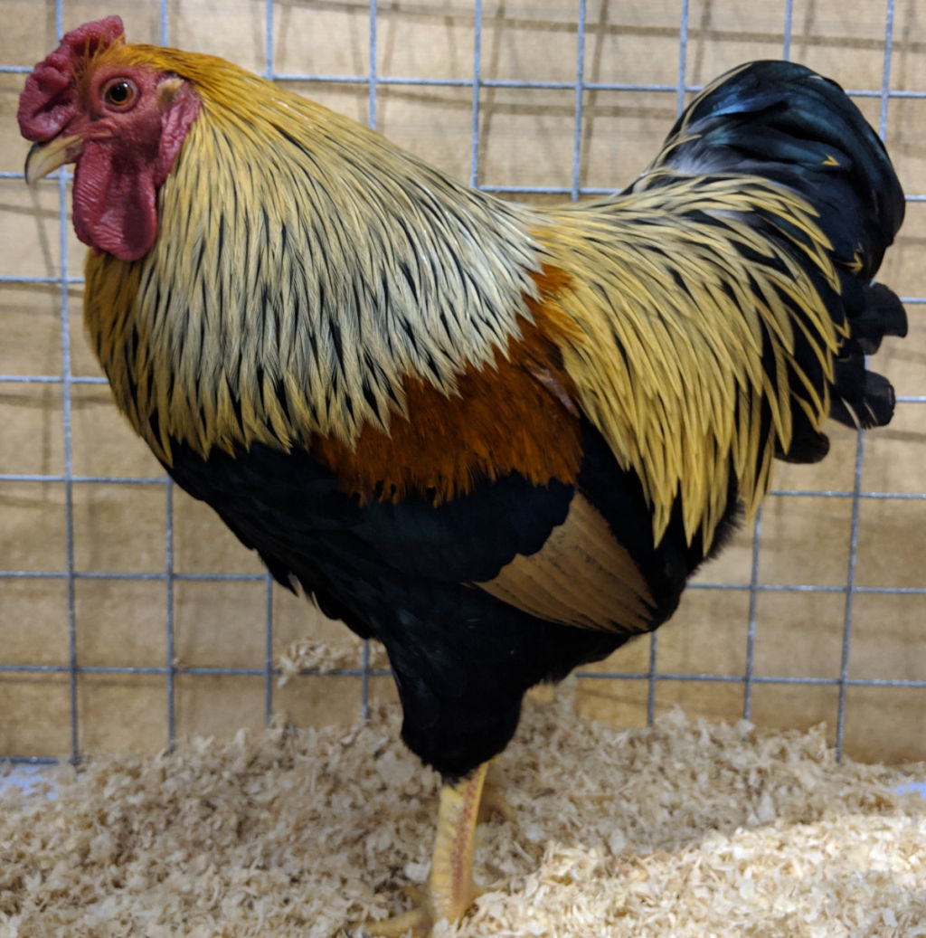 Roosters and cockerels everything you need to know - Cluckin