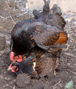 Roosters and cockerels everything you need to know - Cluckin