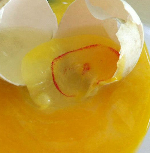Blood rings in incubated eggs and how to avoid them. - Cluckin