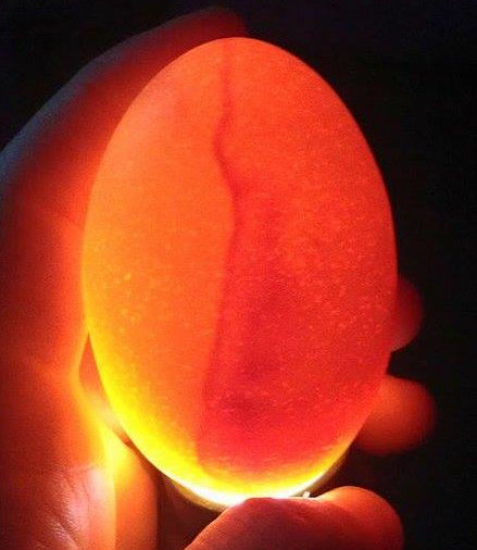 Blood rings in incubated eggs and how to avoid them. - Cluckin