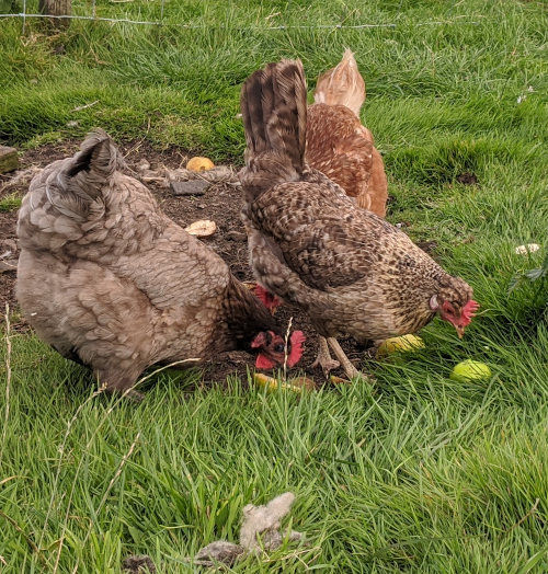 Scatter feeding chickens - Cluckin
