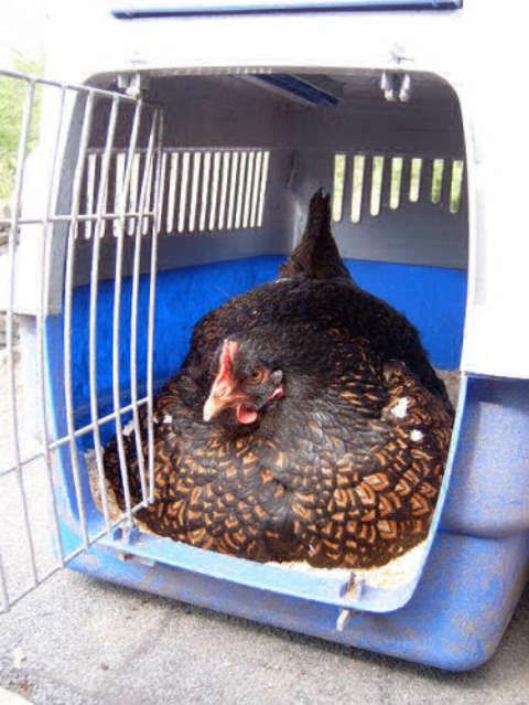 What I learned hatching eggs naturally with a broody hen. - Cluckin