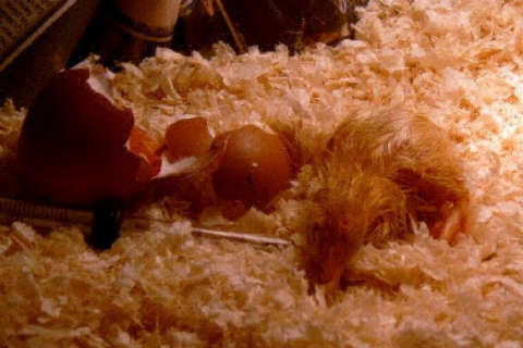 What I learned hatching eggs naturally with a broody hen. - Cluckin