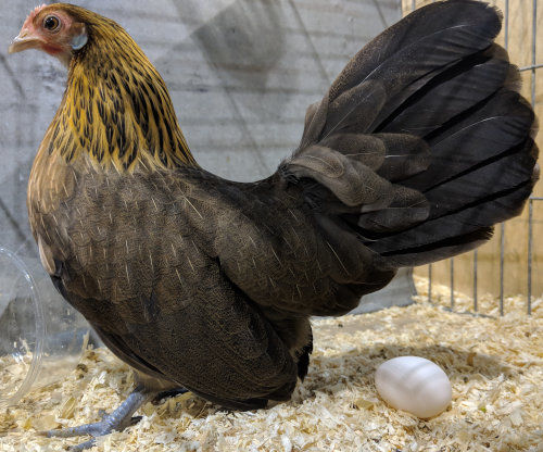 The True Bantams. - Cluckin