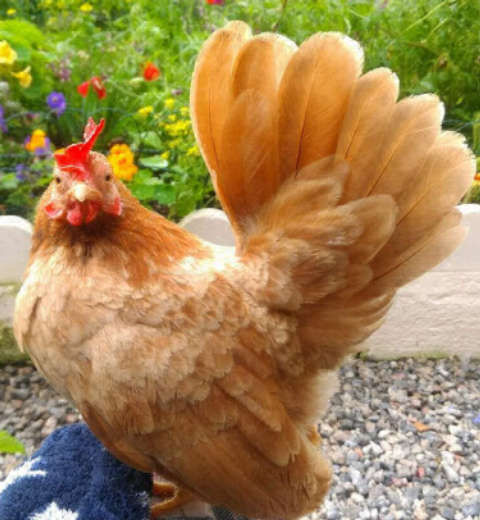 The True Bantams. - Cluckin