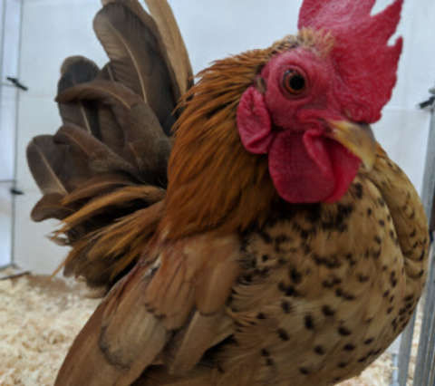 The True Bantams. - Cluckin