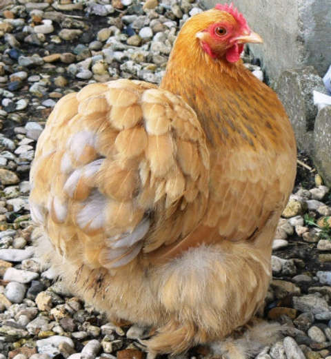 Pekin Bantams. - Cluckin