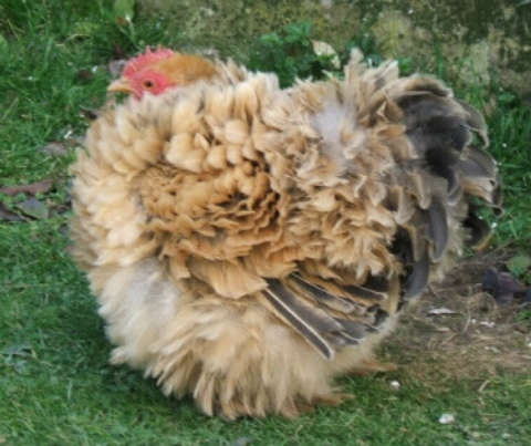 Pekin Bantams. - Cluckin