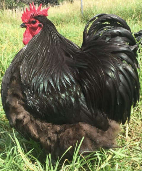 Pekin Bantams. - Cluckin