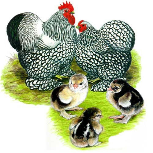 Pekin Bantams. - Cluckin
