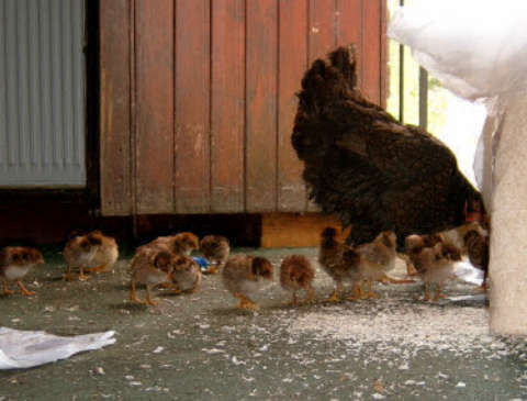 What are the Pros and Cons of raising backyard chickens? - Cluckin