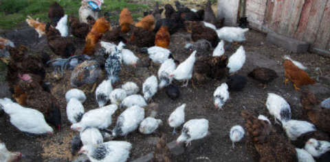 What are the Pros and Cons of raising backyard chickens? - Cluckin