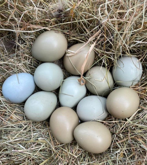 Why do hens squawk and cluck after laying eggs? - Cluckin